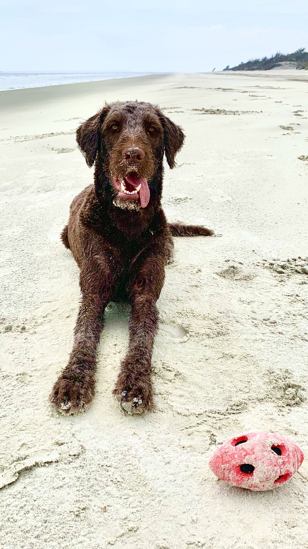 Sandy paws on Jekyll Island | Smithsonian Photo Contest | Smithsonian ...