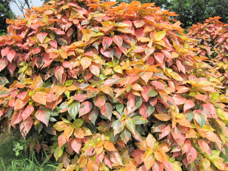 Red foliage | Smithsonian Photo Contest | Smithsonian Magazine