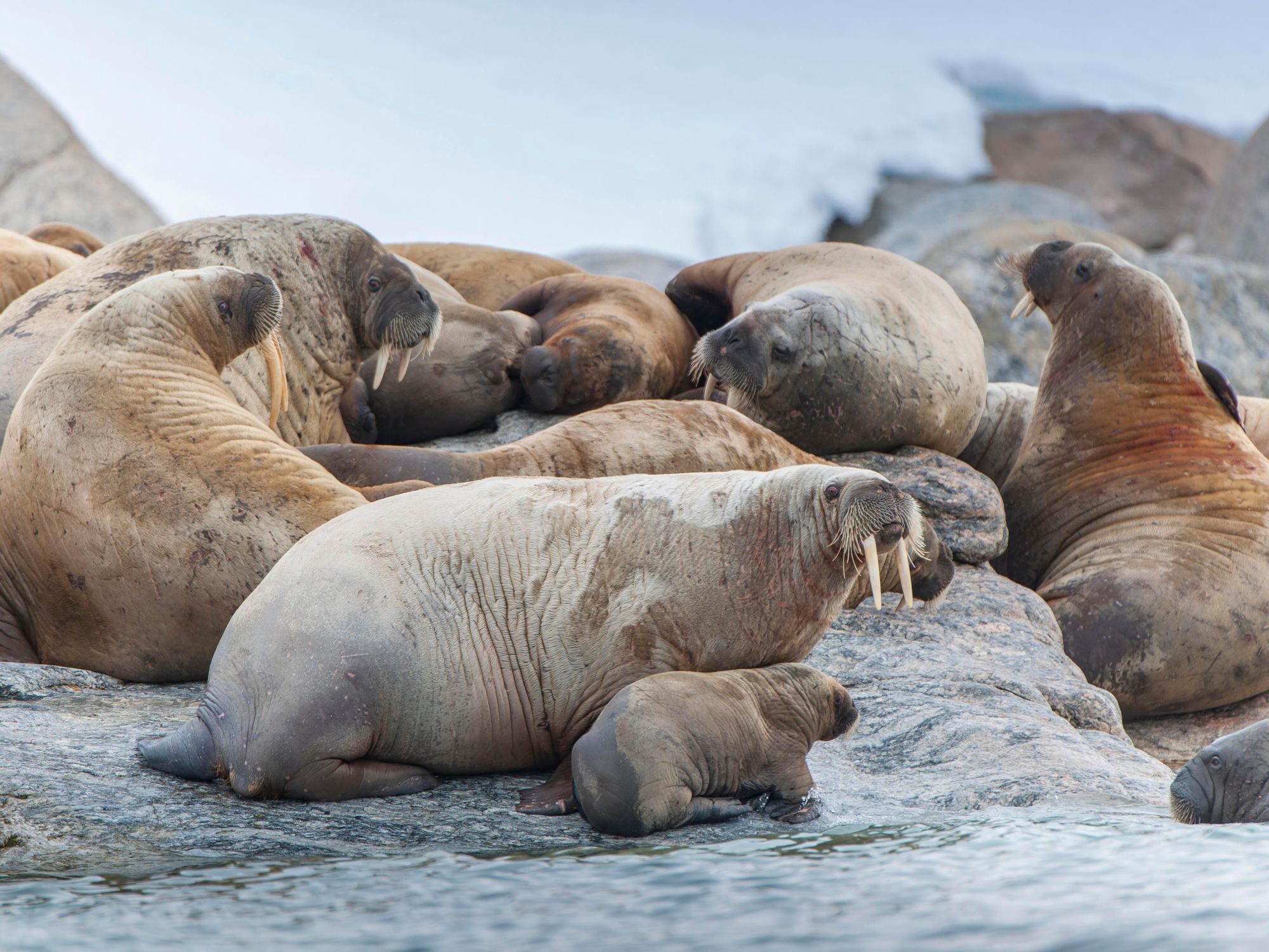 An Angry Walrus Mother Derailed a Russian Naval Expedition