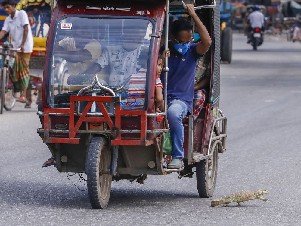 Monitor lizards in street | Smithsonian Photo Contest | Smithsonian ...