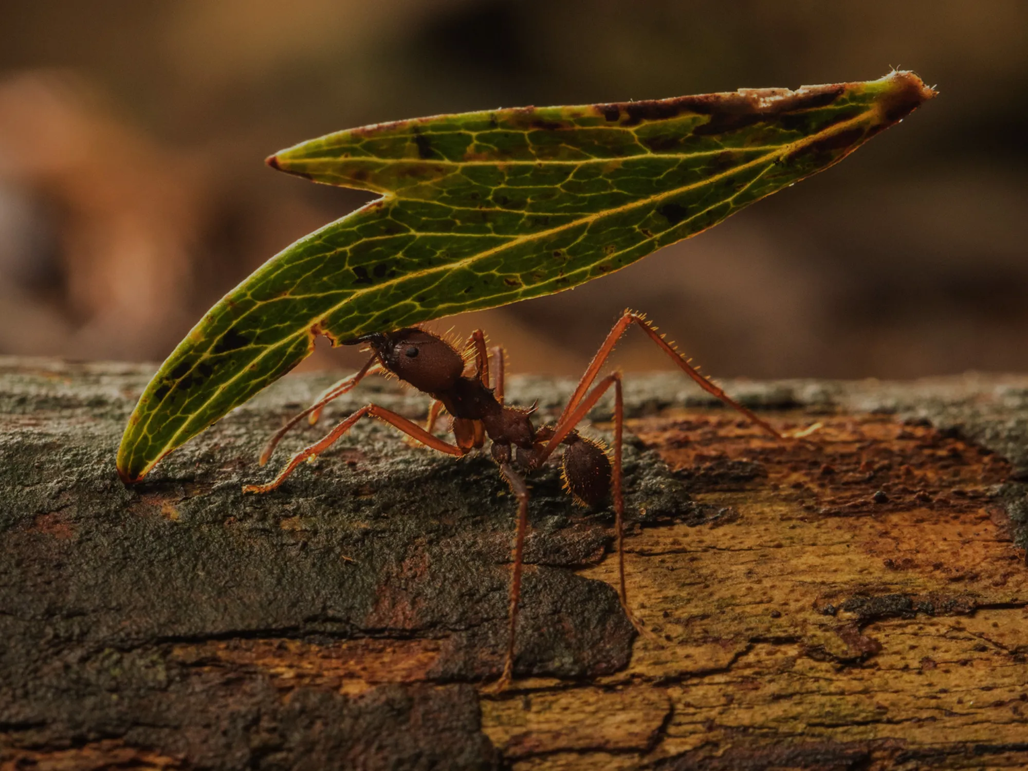 Ants in the Spotlight: The Hidden Gaps in Neotropical Ant Behavior ...