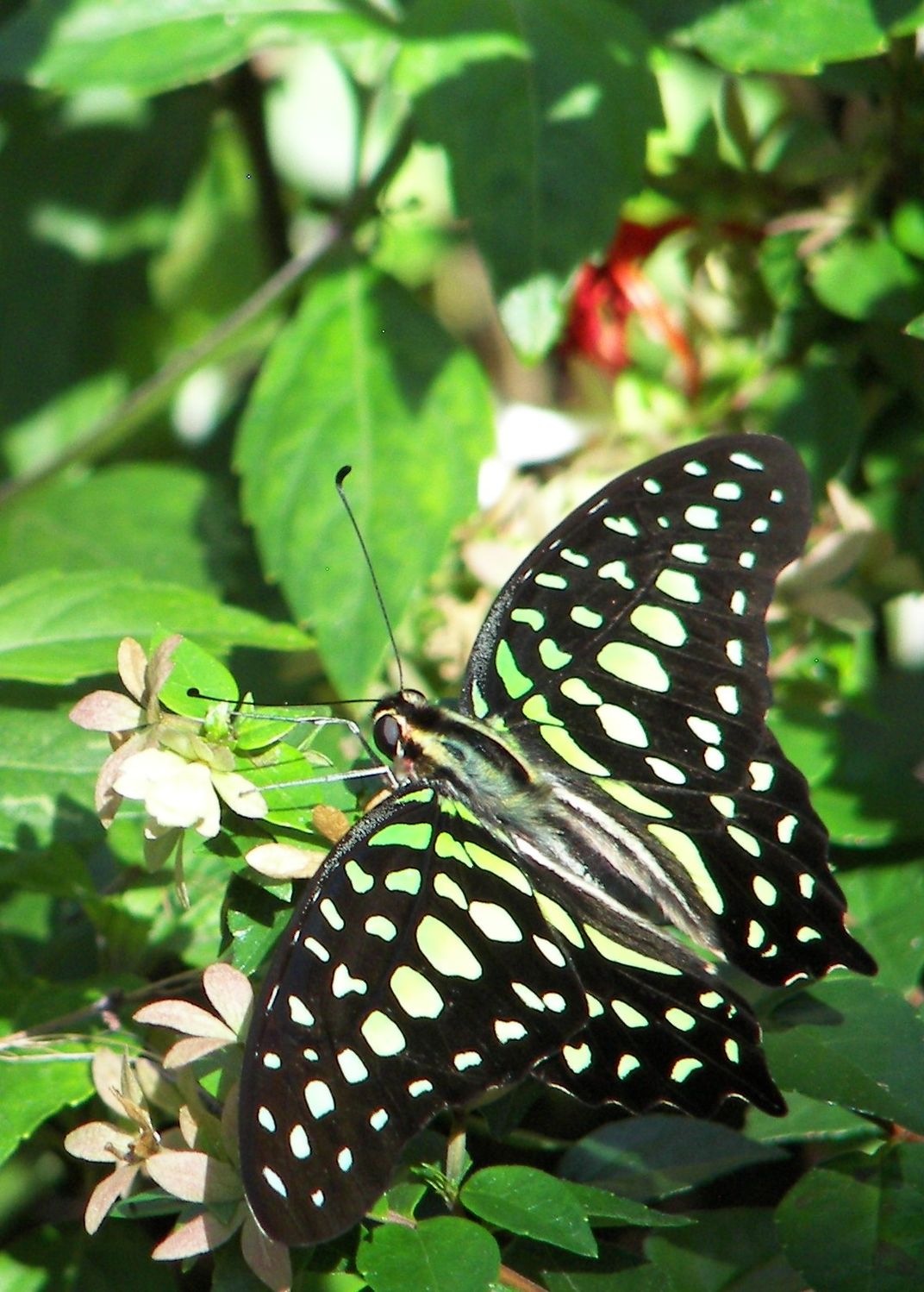 Strolloing through butterfly enclosure at University of Florida in ...
