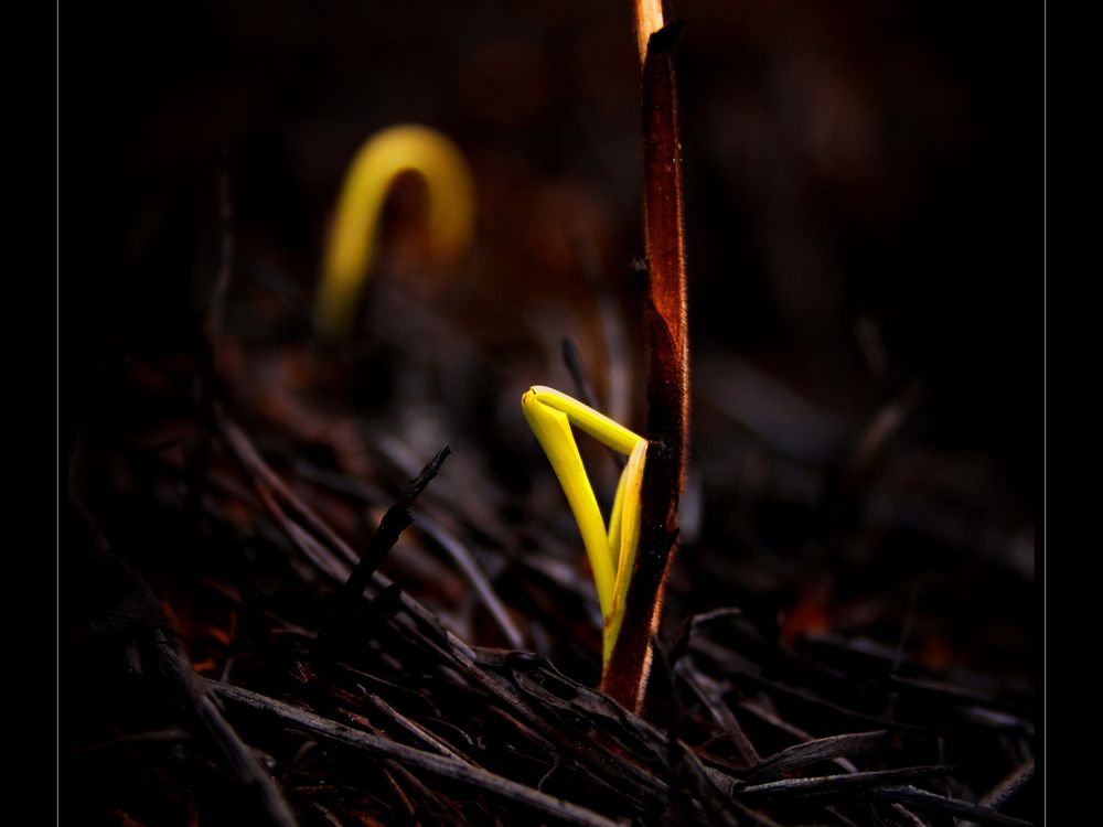 burn by fire | Smithsonian Photo Contest | Smithsonian Magazine