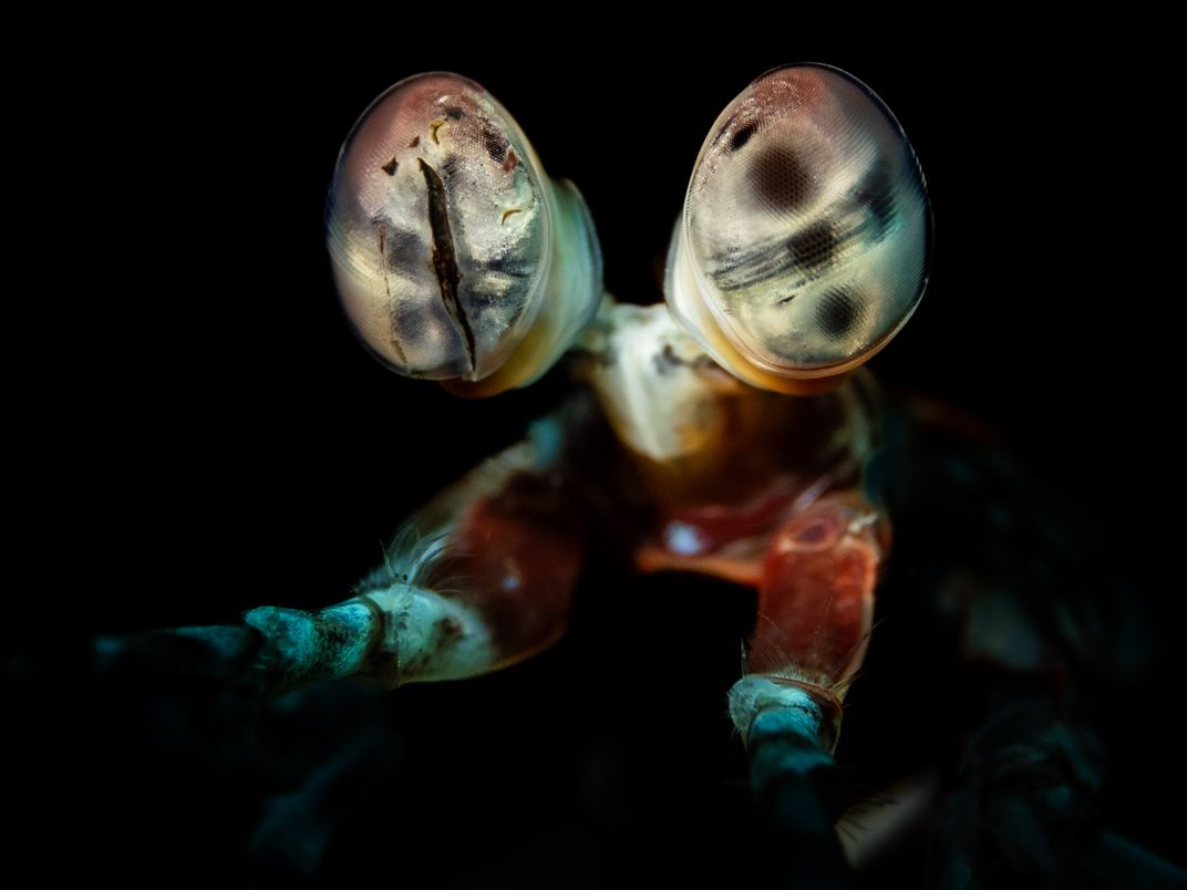 Mantis Shrimp with an interesting eye injury on a Hawaiian reef ...