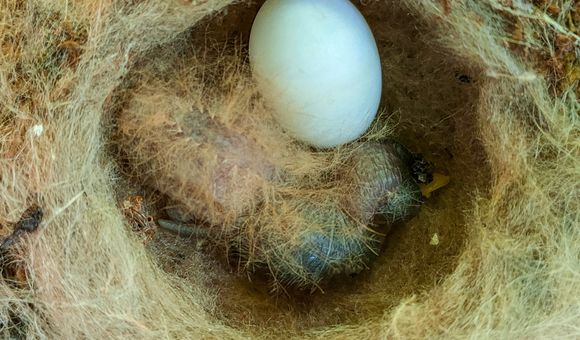 hummingbird egg hatching
