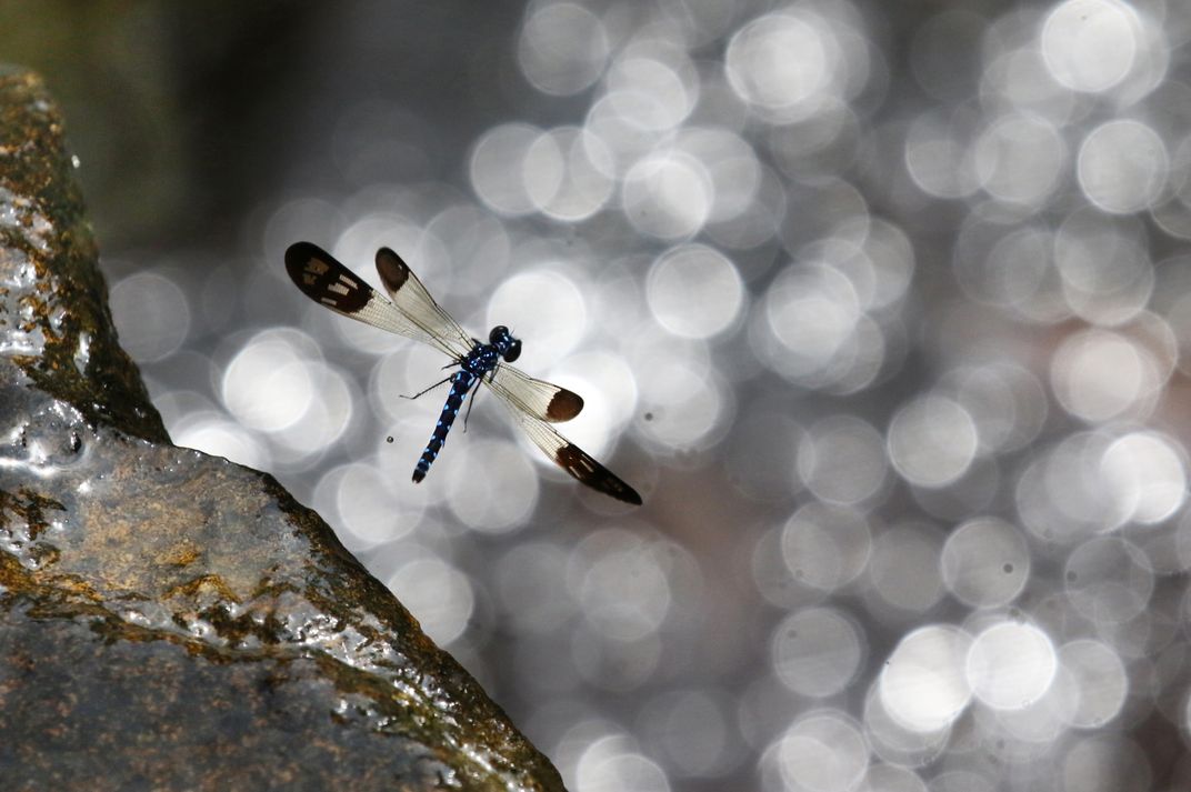 A male blue jewel damselfly flies its territory of reflective circles ...