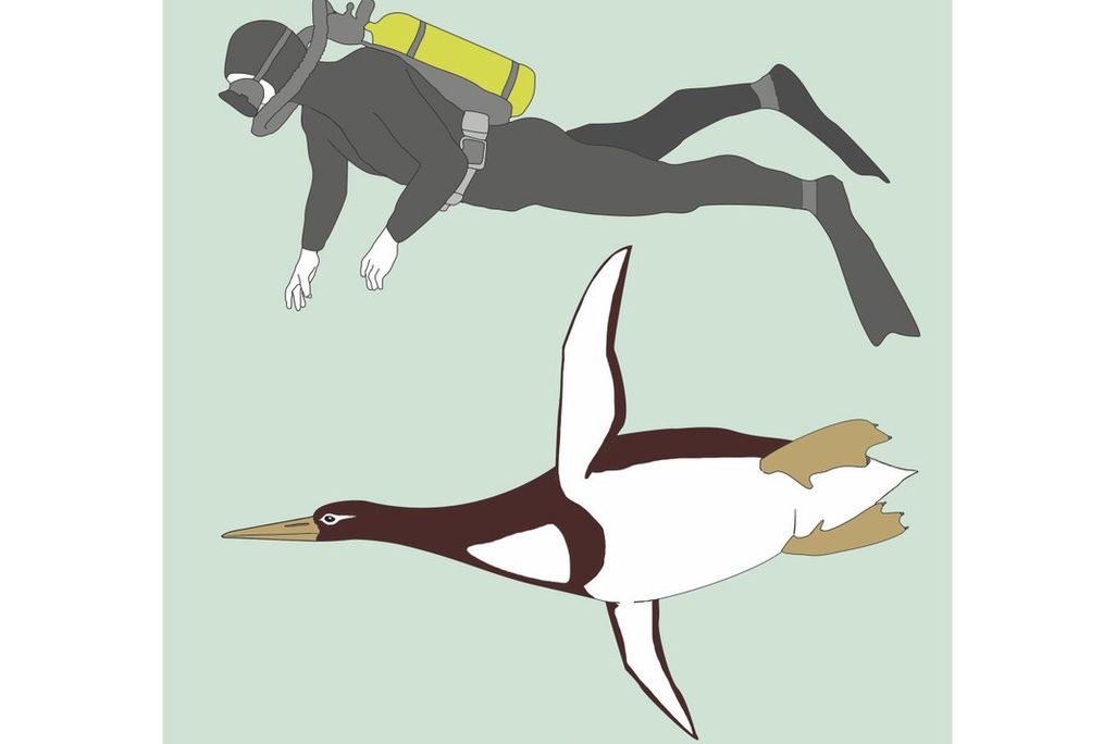 mega penguin skeleton