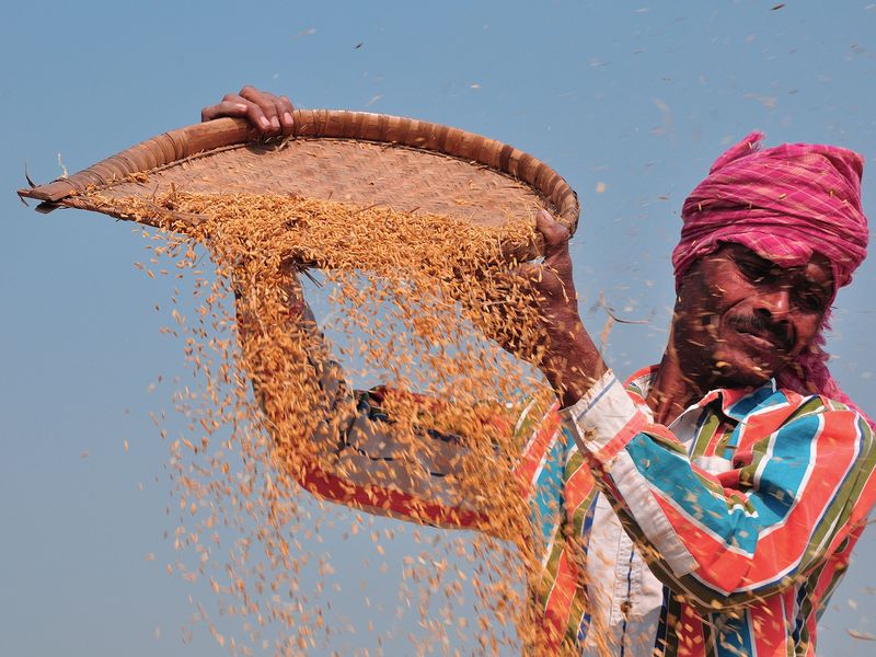 'PADDY SEPARATION' PADDY,- RAW RICE AFTER COLLECTING FROM PADDY FIELD ...