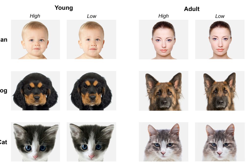 difference between kittens and cats