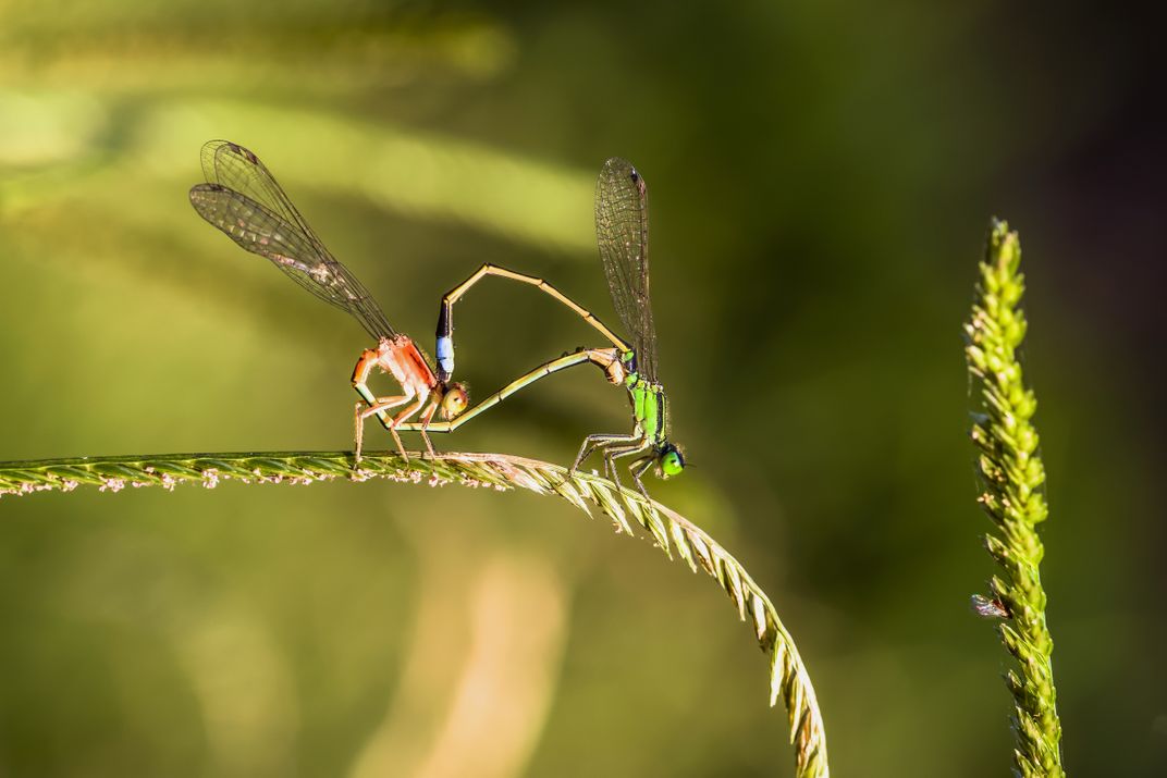 Insects at work | Smithsonian Photo Contest | Smithsonian Magazine