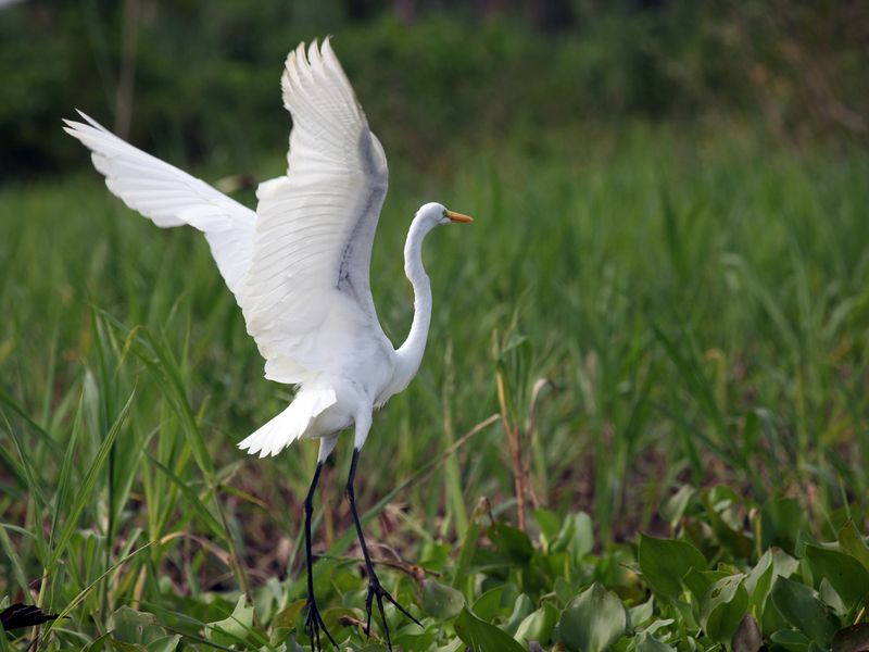 Egret taking flight | Smithsonian Photo Contest | Smithsonian Magazine