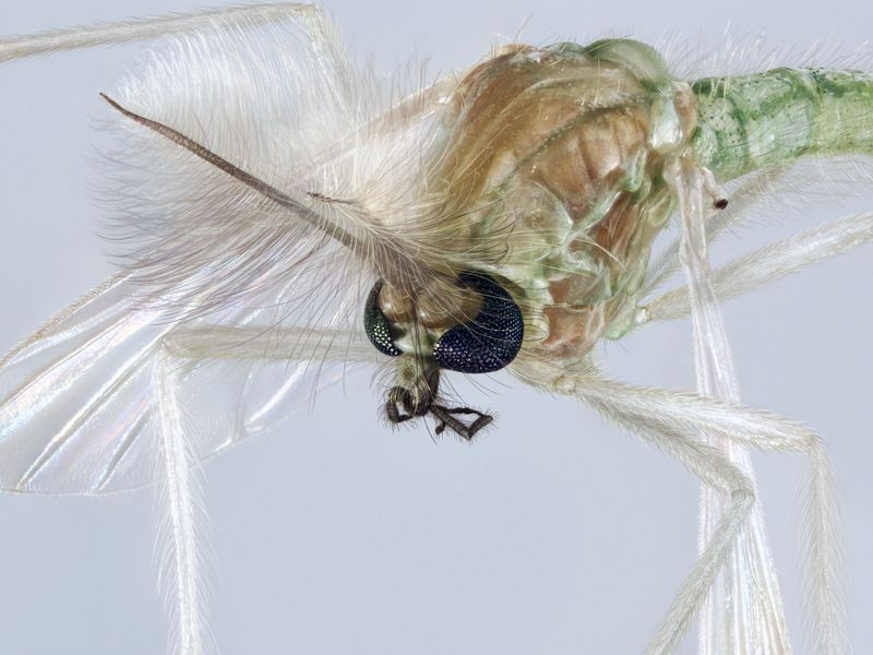 Chironomidae mosquito portrait | Smithsonian Photo Contest ...