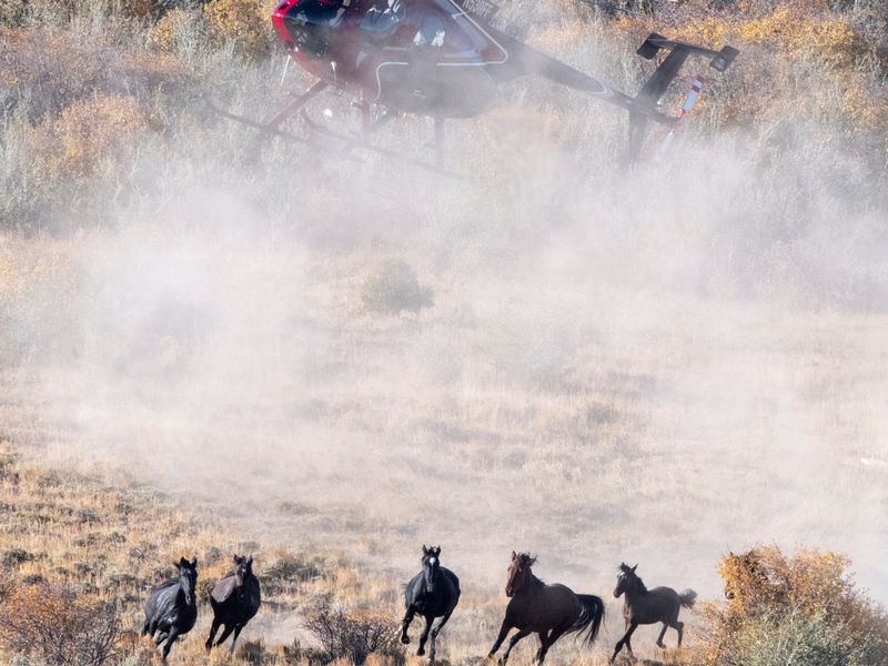 Wild Horse Roundup | Smithsonian Photo Contest | Smithsonian Magazine