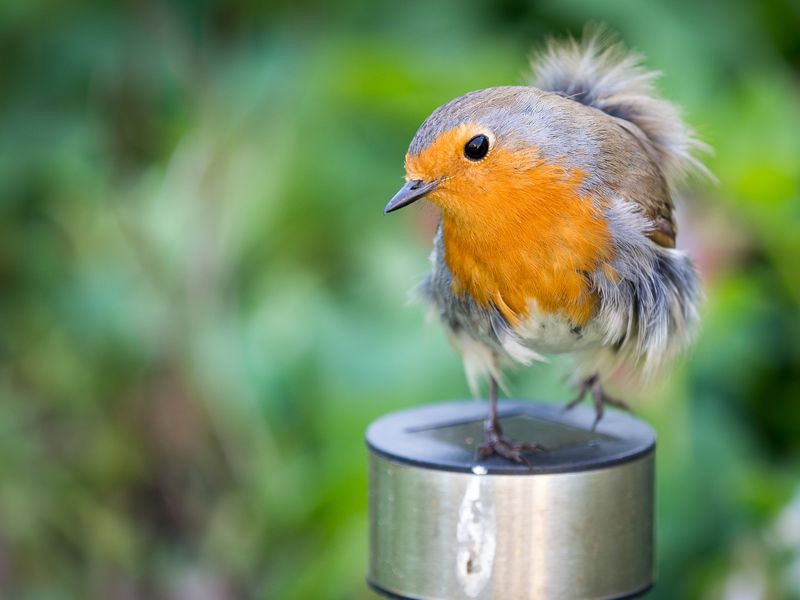 Young Partial Moult Robin | Smithsonian Photo Contest | Smithsonian ...
