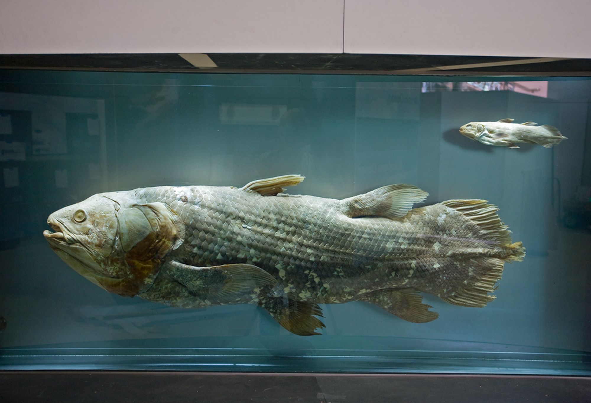 To Correct Some Fishy Anatomy, Researchers at the National Museum of ...