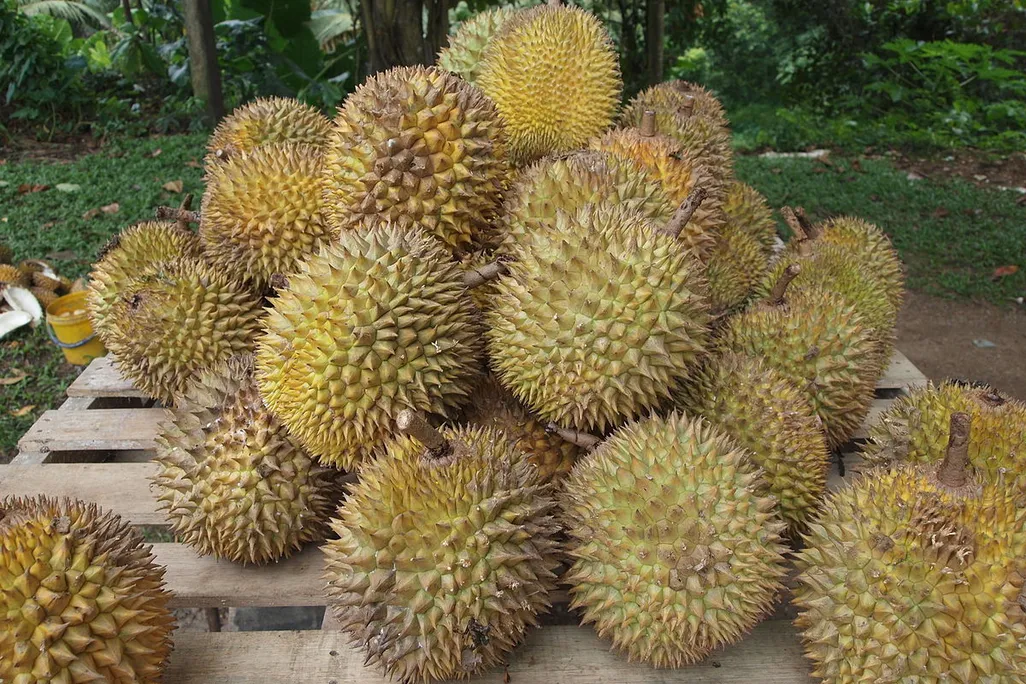 Durian Smell Description