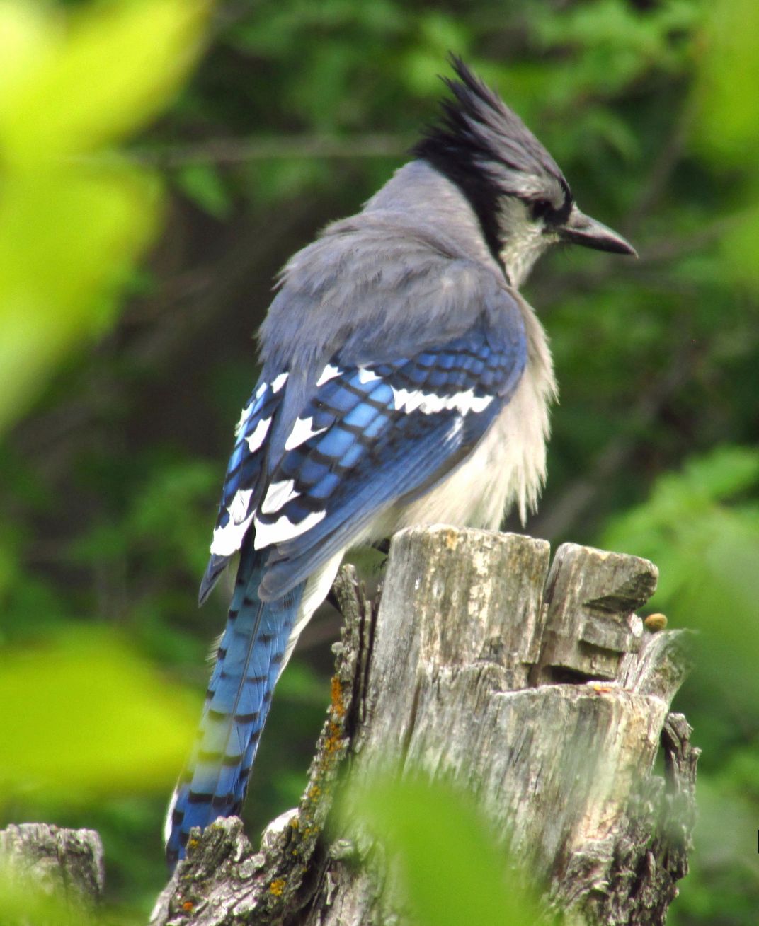 A blue jay sitting on a tree stump. | Smithsonian Photo Contest ...
