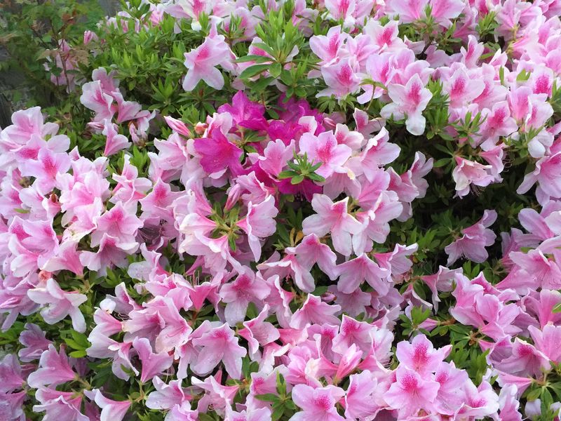 A sea of Azaleas | Smithsonian Photo Contest | Smithsonian Magazine