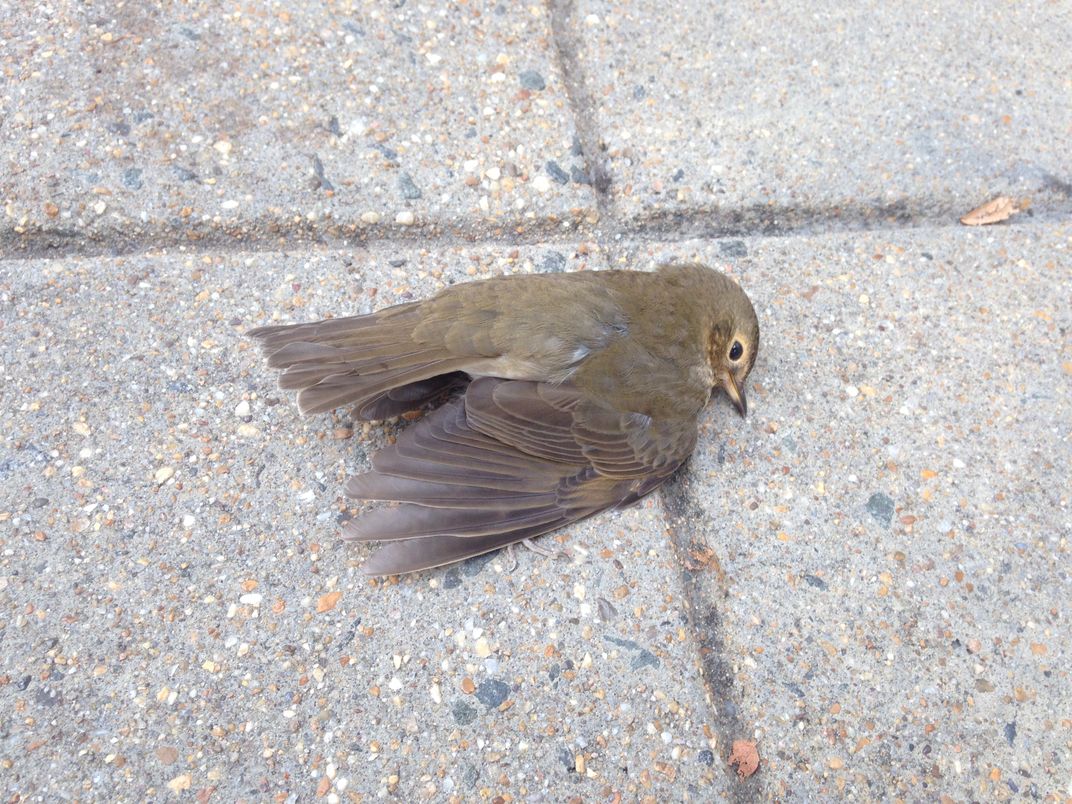 Fallen Bird | Smithsonian Photo Contest | Smithsonian Magazine