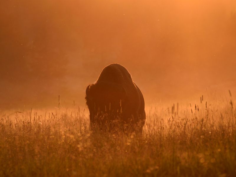 Bison at sunset | Smithsonian Photo Contest | Smithsonian Magazine