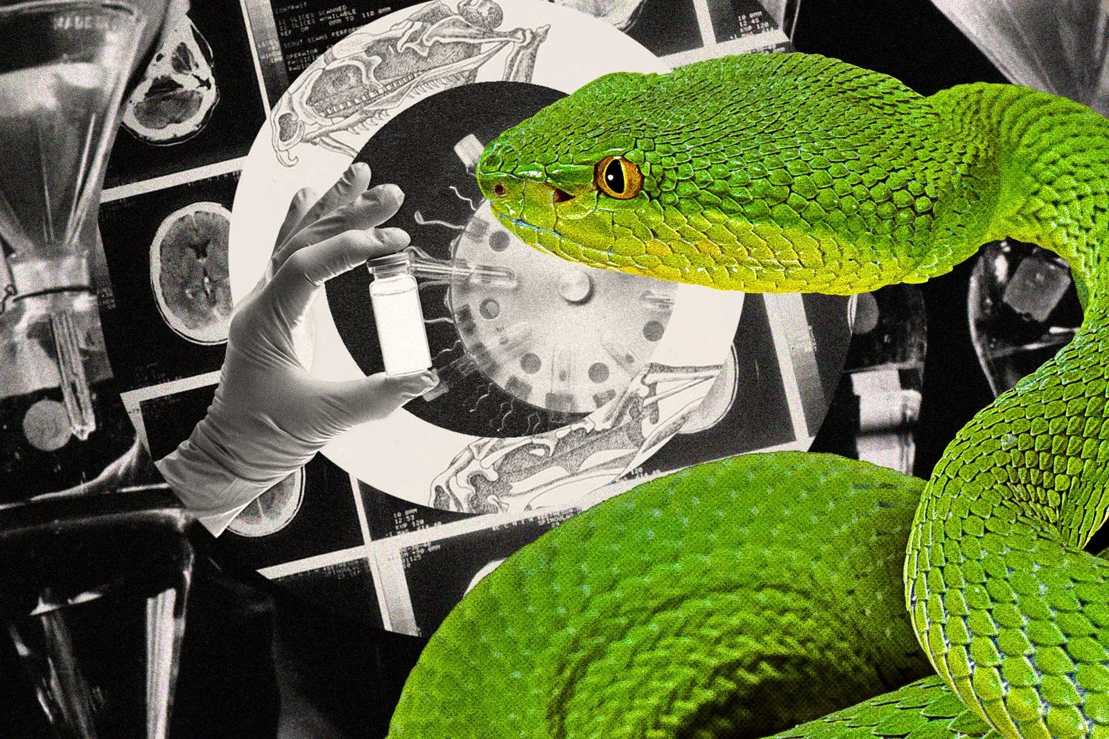 Venomous Snakes Represent a Serious Public Health Problem. Scientists ...