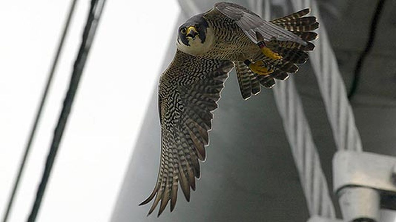 Peregrine Falcon Nest In City Manchester's Falcons Have Worldwide