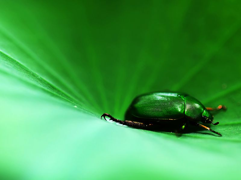 Green Bug | Smithsonian Photo Contest | Smithsonian Magazine