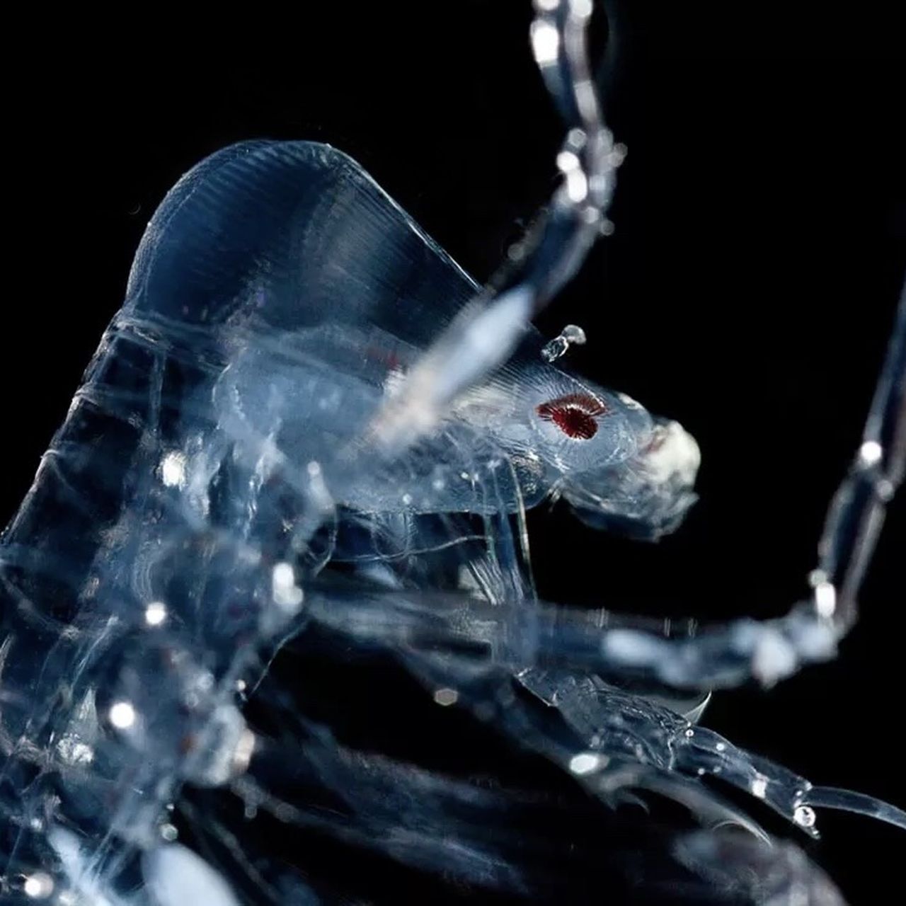 what insect is alien based on