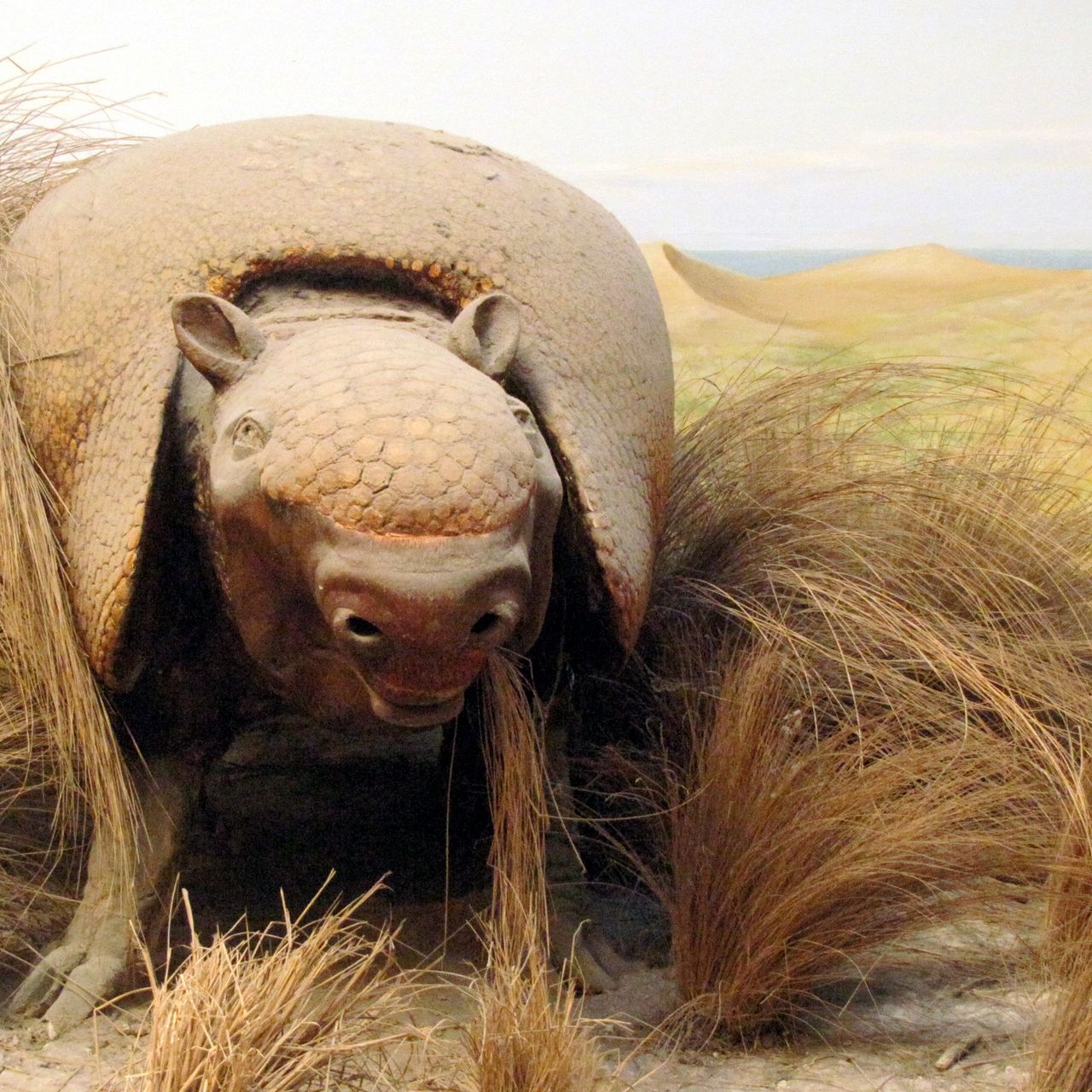 Giant Armadillo Ice Age Butchered Animal Bones Indicate Earliest Human