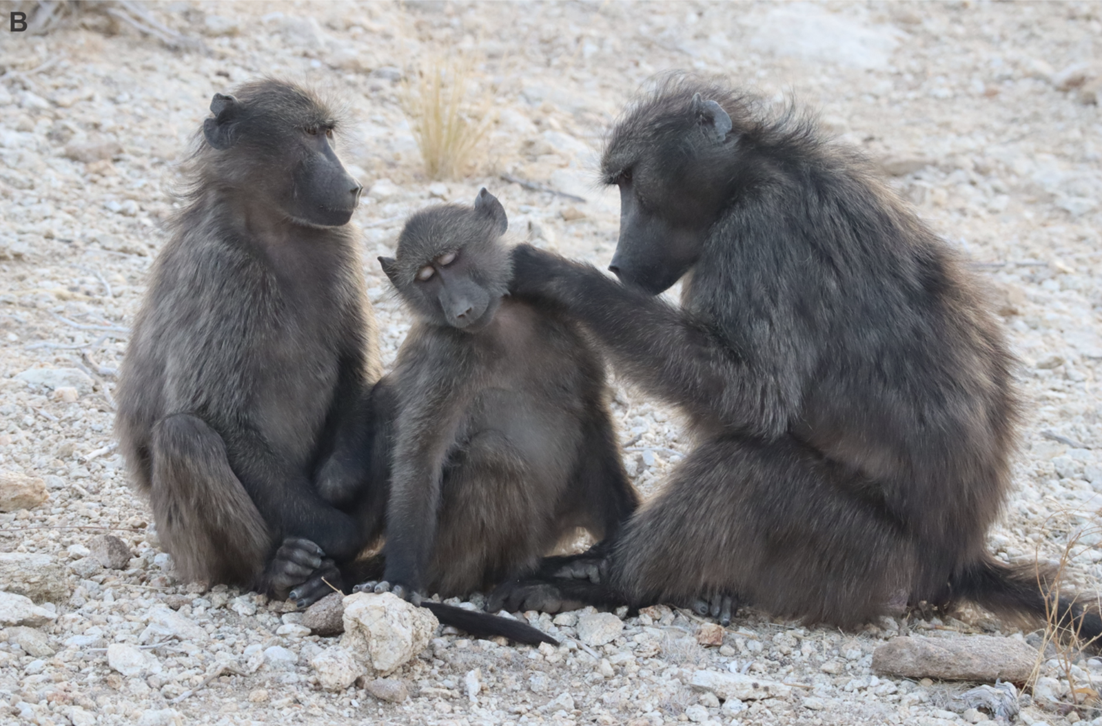 Like Humans, Baboons Get Jealous of Their Siblings