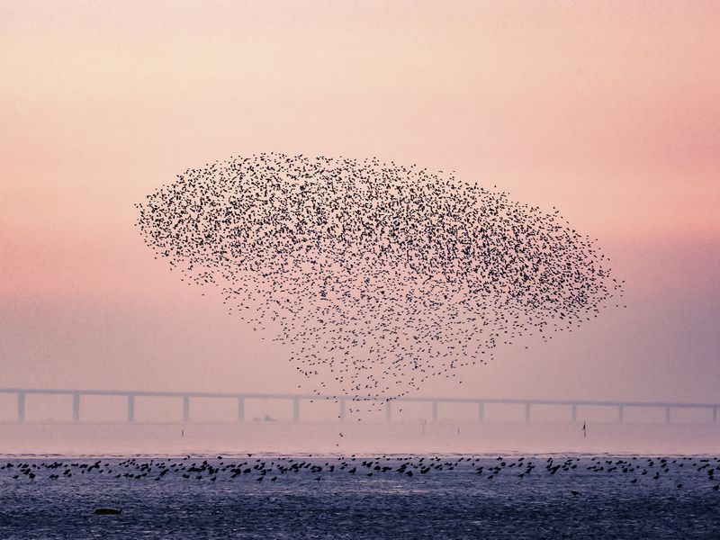 Bird waves 2 | Smithsonian Photo Contest | Smithsonian Magazine