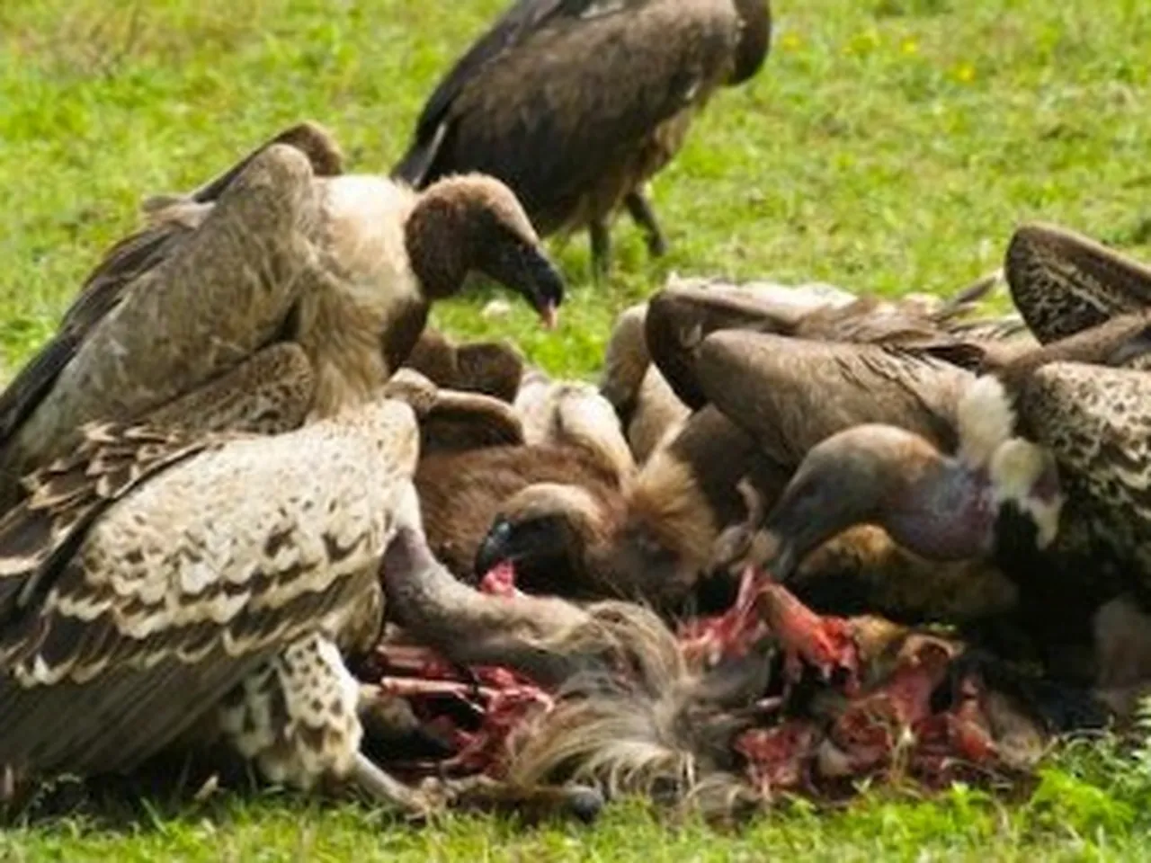 Vulture Eating Lion 1,702 Lion With Kill Stock Photos, High Res