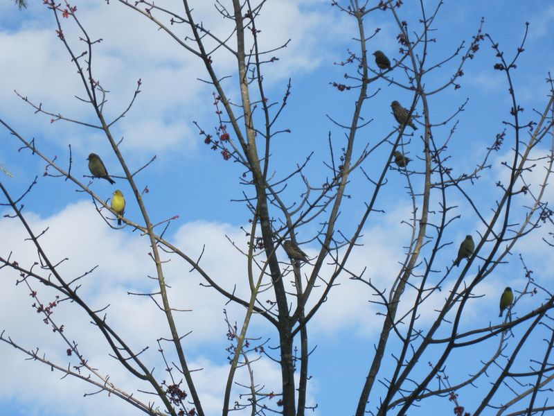 Birds in a tree | Smithsonian Photo Contest | Smithsonian Magazine