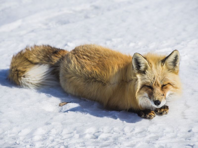 Sleepy Fox | Smithsonian Photo Contest | Smithsonian Magazine