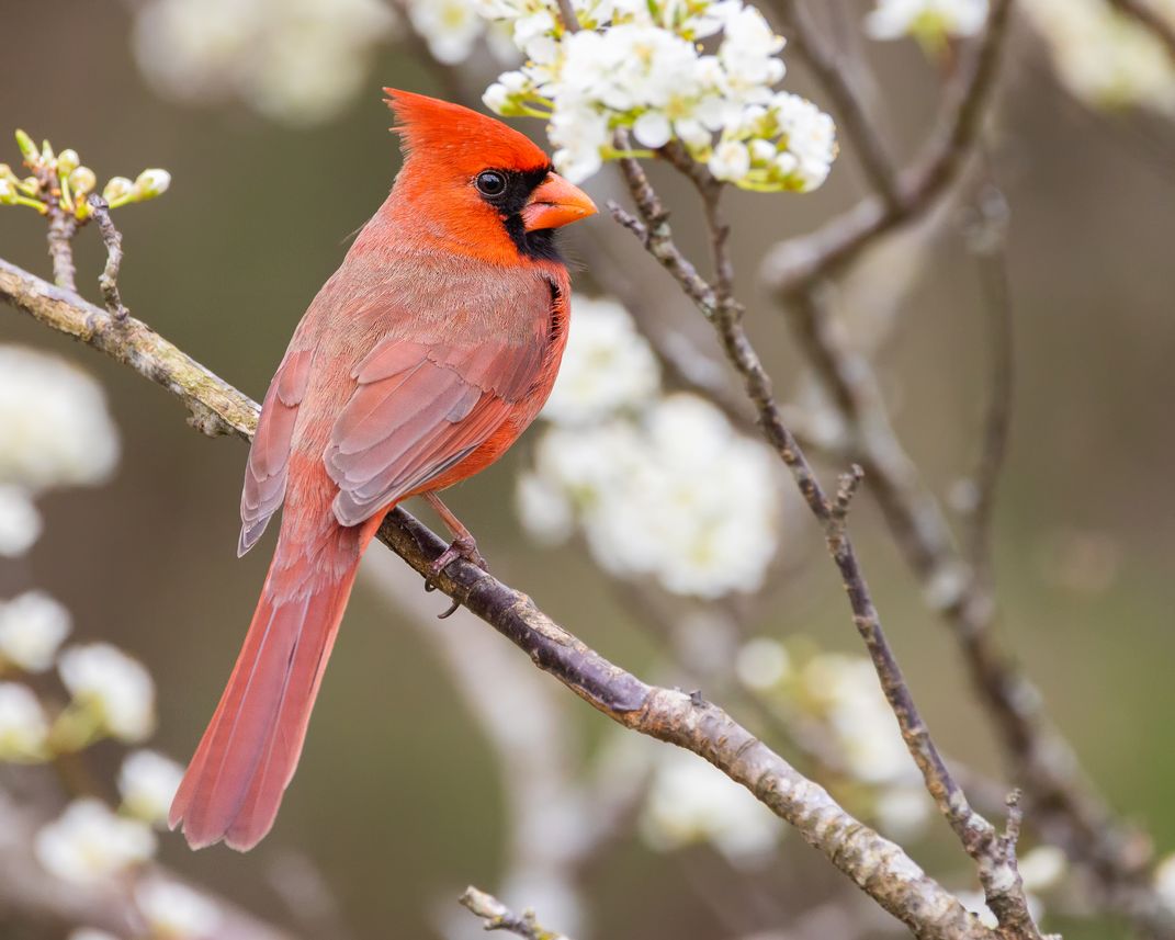 Northern Cardinal in Plum Tree | Smithsonian Photo Contest ...