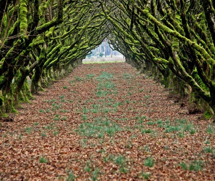 The Mossy Filbert Orchard | Smithsonian Photo Contest | Smithsonian ...