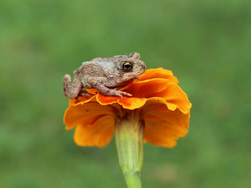 A tiny toad on a flower | Smithsonian Photo Contest | Smithsonian Magazine