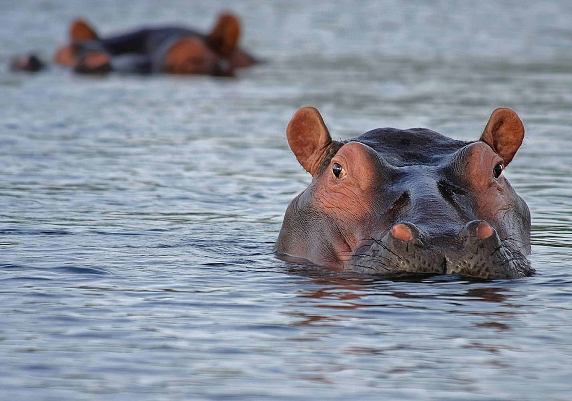 East Africa's Mara River Relies on Hippo Poop to Transport a Key Nutrient