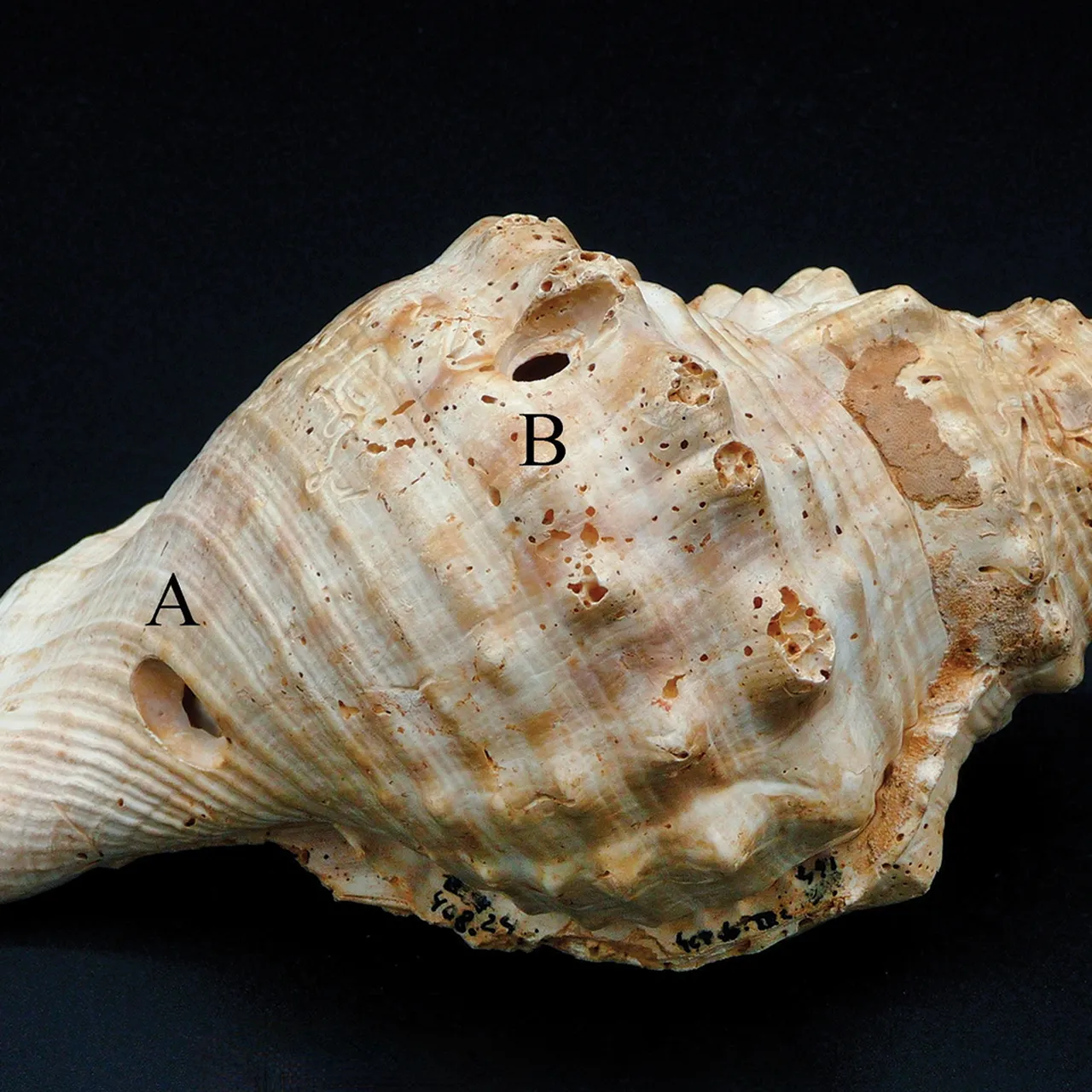 conch shell history