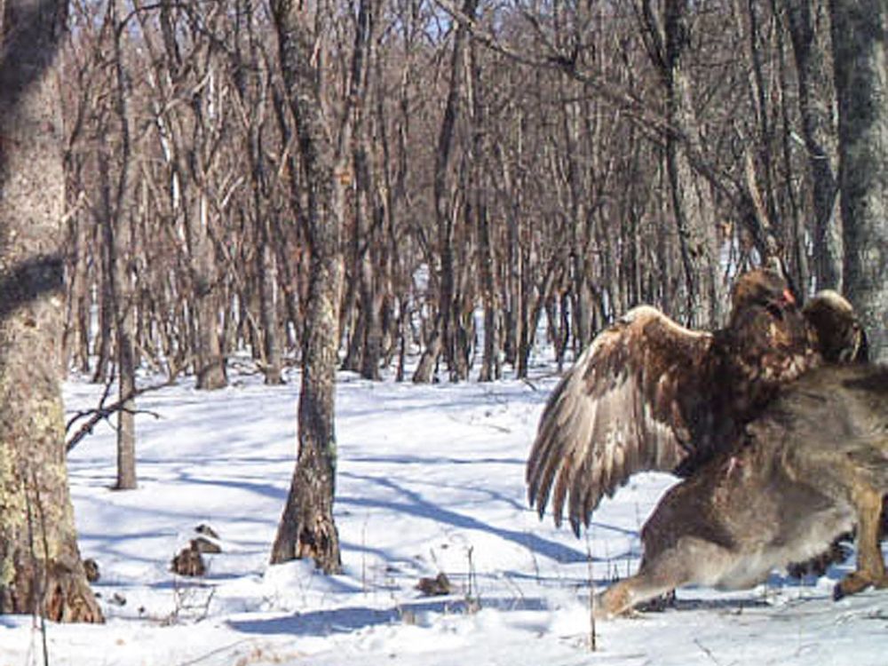golden eagle attacking prey