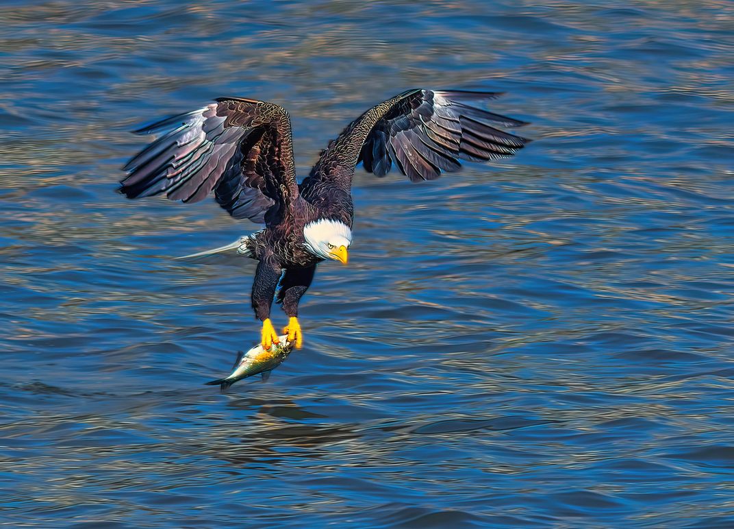 The return of America's Iconic Bald Eagle | Smithsonian Photo Contest ...