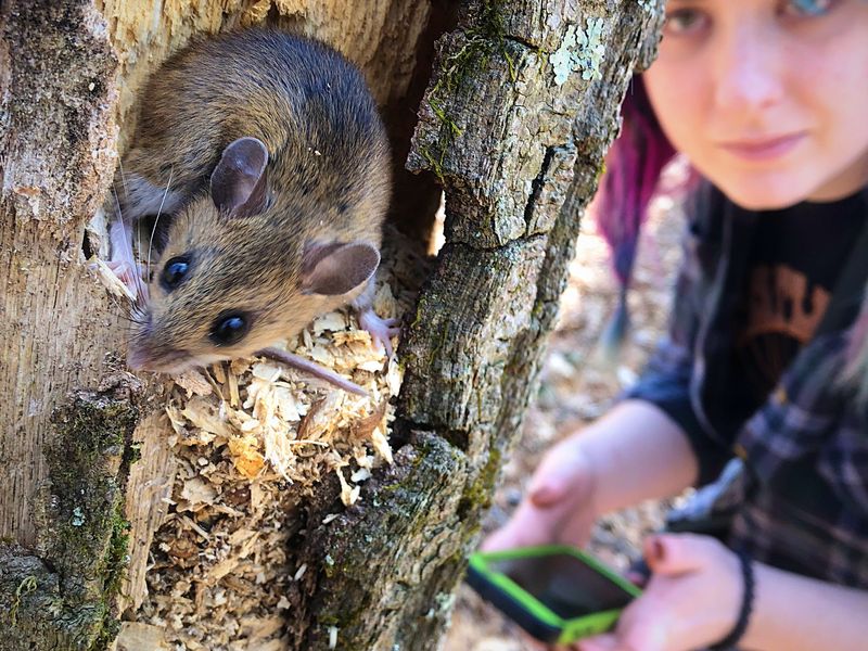 Mouse House | Smithsonian Photo Contest | Smithsonian Magazine