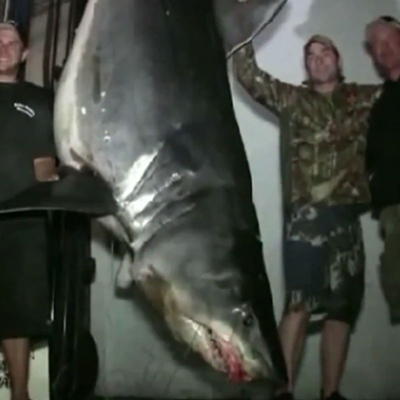 World Record Mako Shark 2013 Reproduction Shortfin Mako Shark