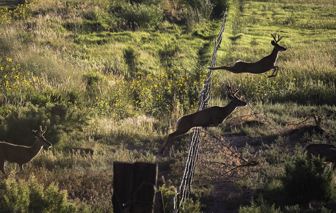 High Jump Mule Deer | Smithsonian Photo Contest | Smithsonian Magazine