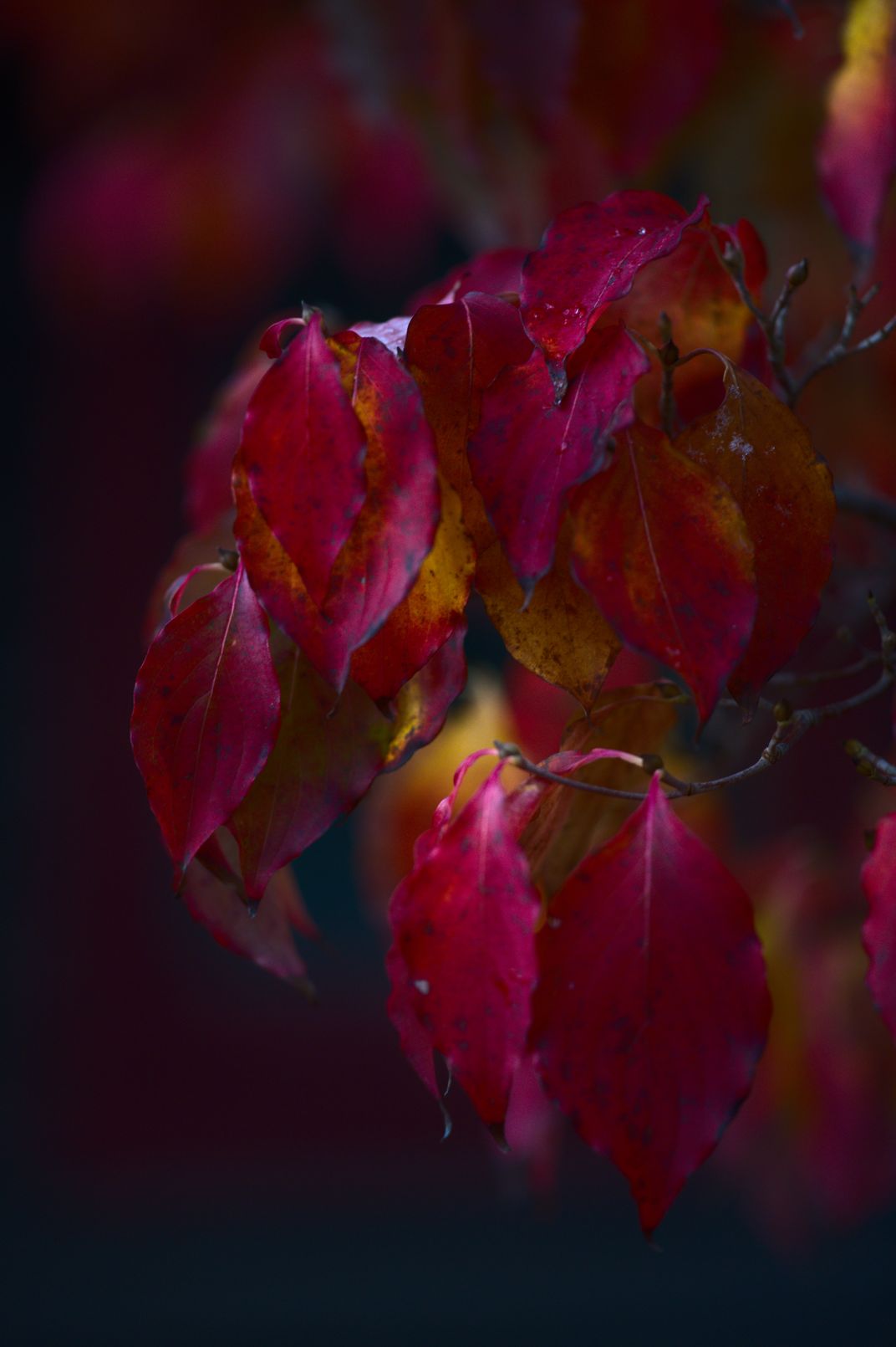 Autumn Leaves | Smithsonian Photo Contest | Smithsonian Magazine