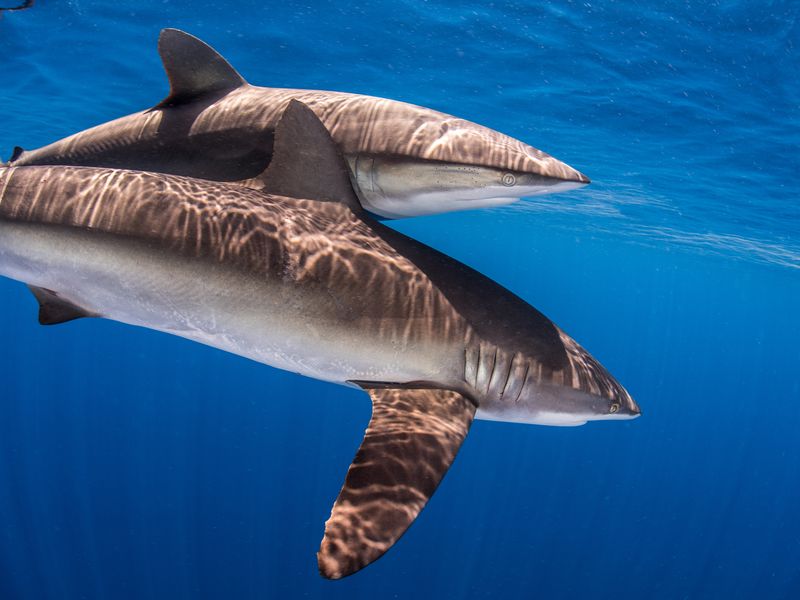 Shark best friends | Smithsonian Photo Contest | Smithsonian Magazine