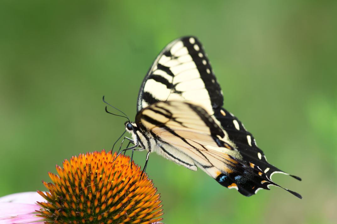 Eastern Yellow Tiger Swallowtail Butterfly on Purple Coneflower ...