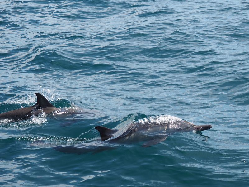 Dolphins along the Los Angeles coast | Smithsonian Photo Contest ...