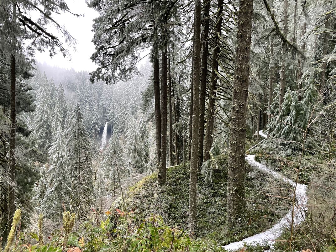 Snowfall in Silver Falls State Park | Smithsonian Photo Contest ...