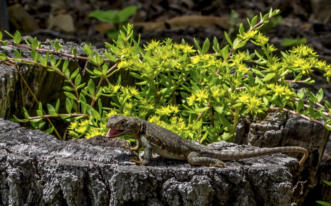 Lizard on a Stump | Smithsonian Photo Contest | Smithsonian Magazine